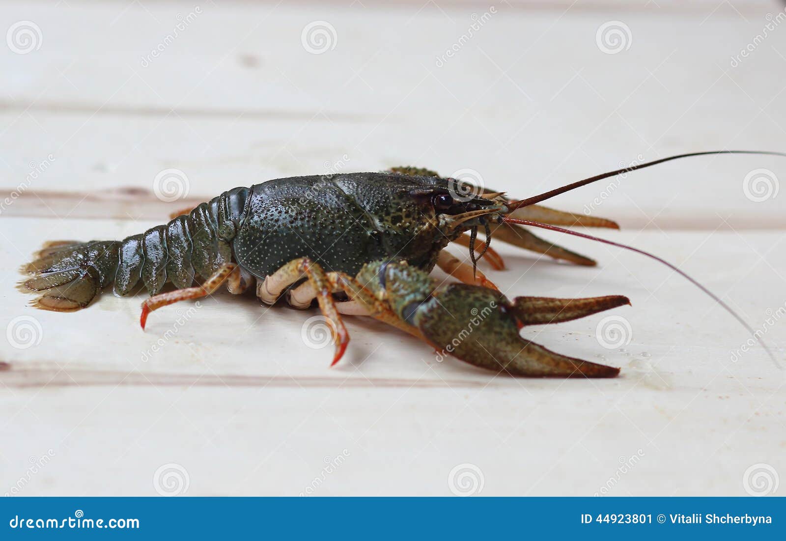 River crayfish stock image. Image of river, crayfish - 44923801