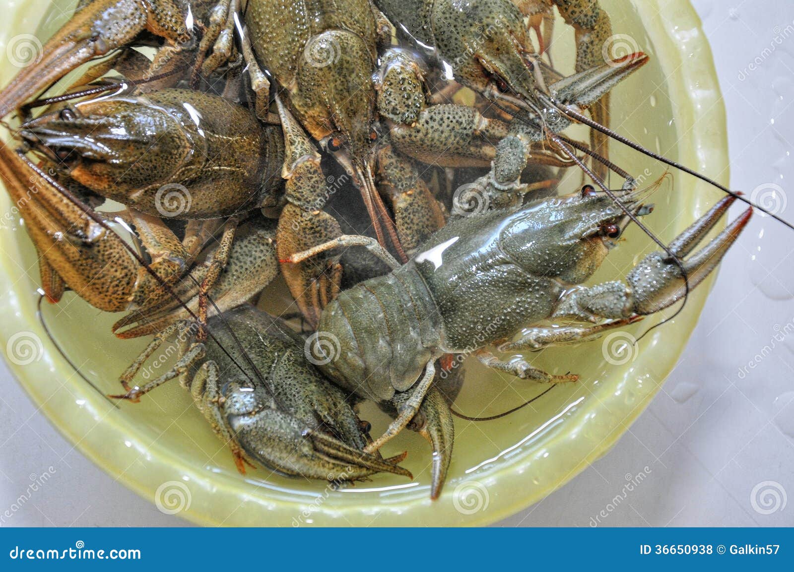 River crayfish stock photo. Image of animals, crustacea - 36650938