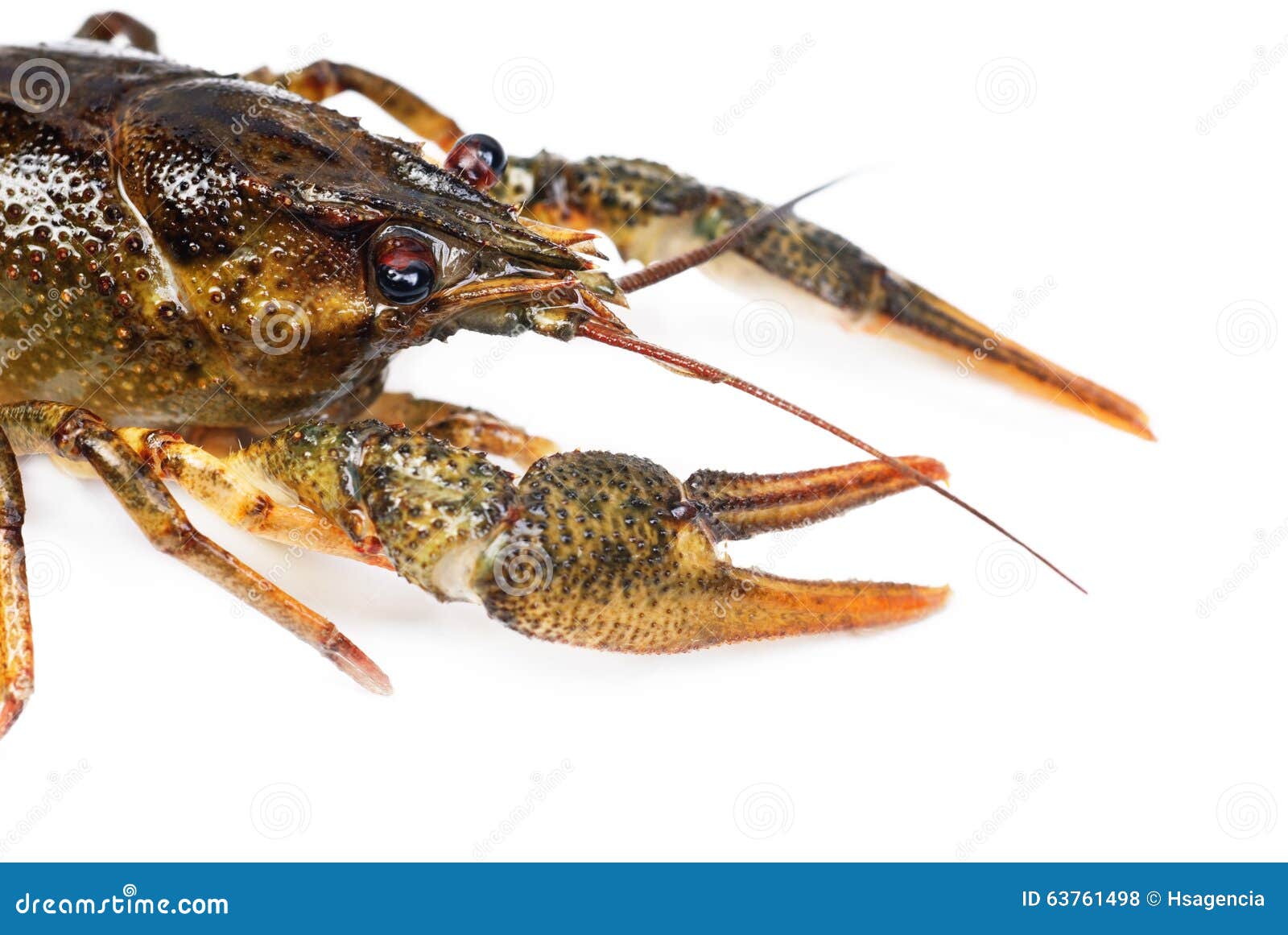 River Crayfish Isolated on White Stock Photo - Image of crab, wildlife ...
