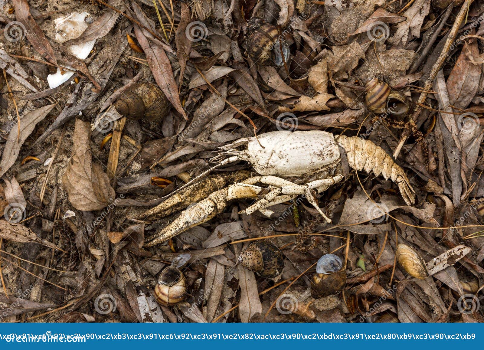 River Crayfish and Mollusk Shells Lie on Leaves and Sand in Spring on ...