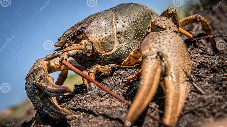 River crayfish poses stock image. Image of invertebrate - 258791303