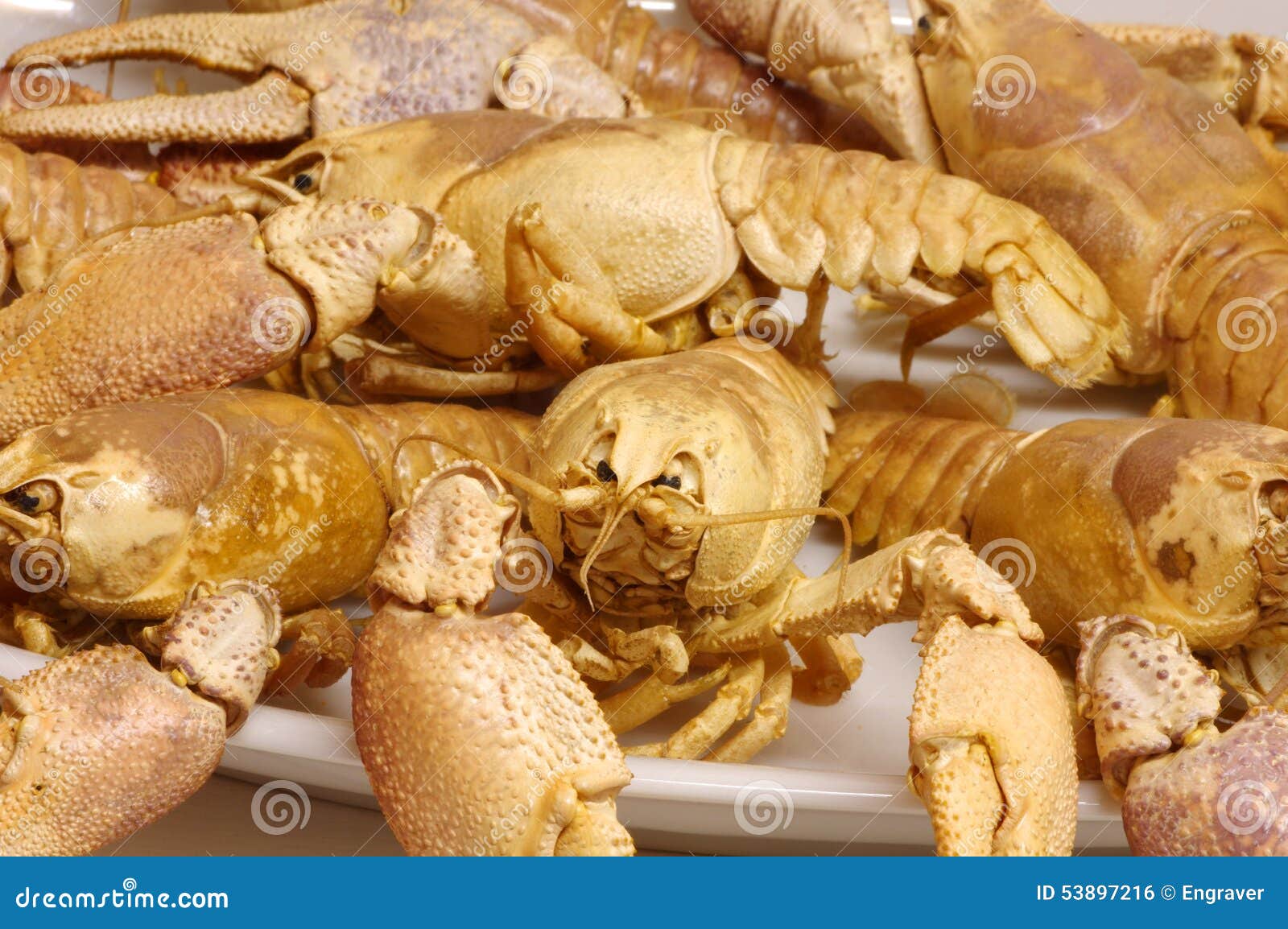River crayfish taxidermy stock photo. Image of crustacean - 53897216