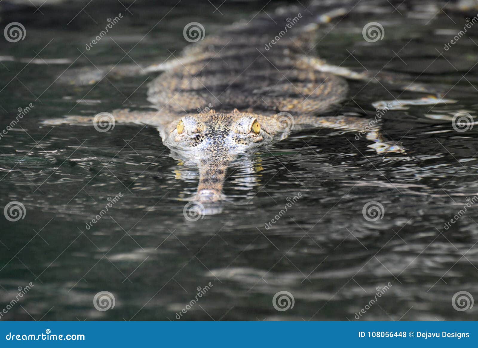 Crocodile Sharp Teeth. Two Crocodiles In An Aviary Stock Photo ...