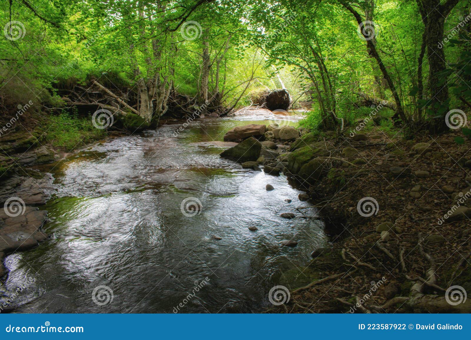 River Crossing a Beautiful Enchanted Forest Stock Photo - Image of path ...