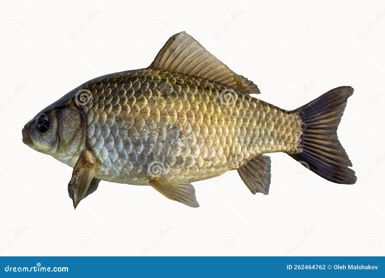 River Crucian Fish Isolated on White. Stock Photo - Image of water ...