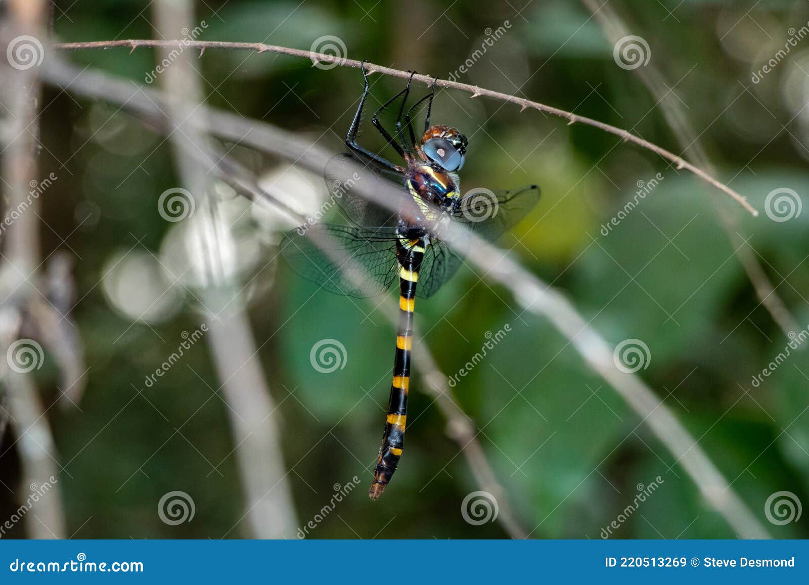 River cruiser dragonfly stock image. Image of large - 220513269