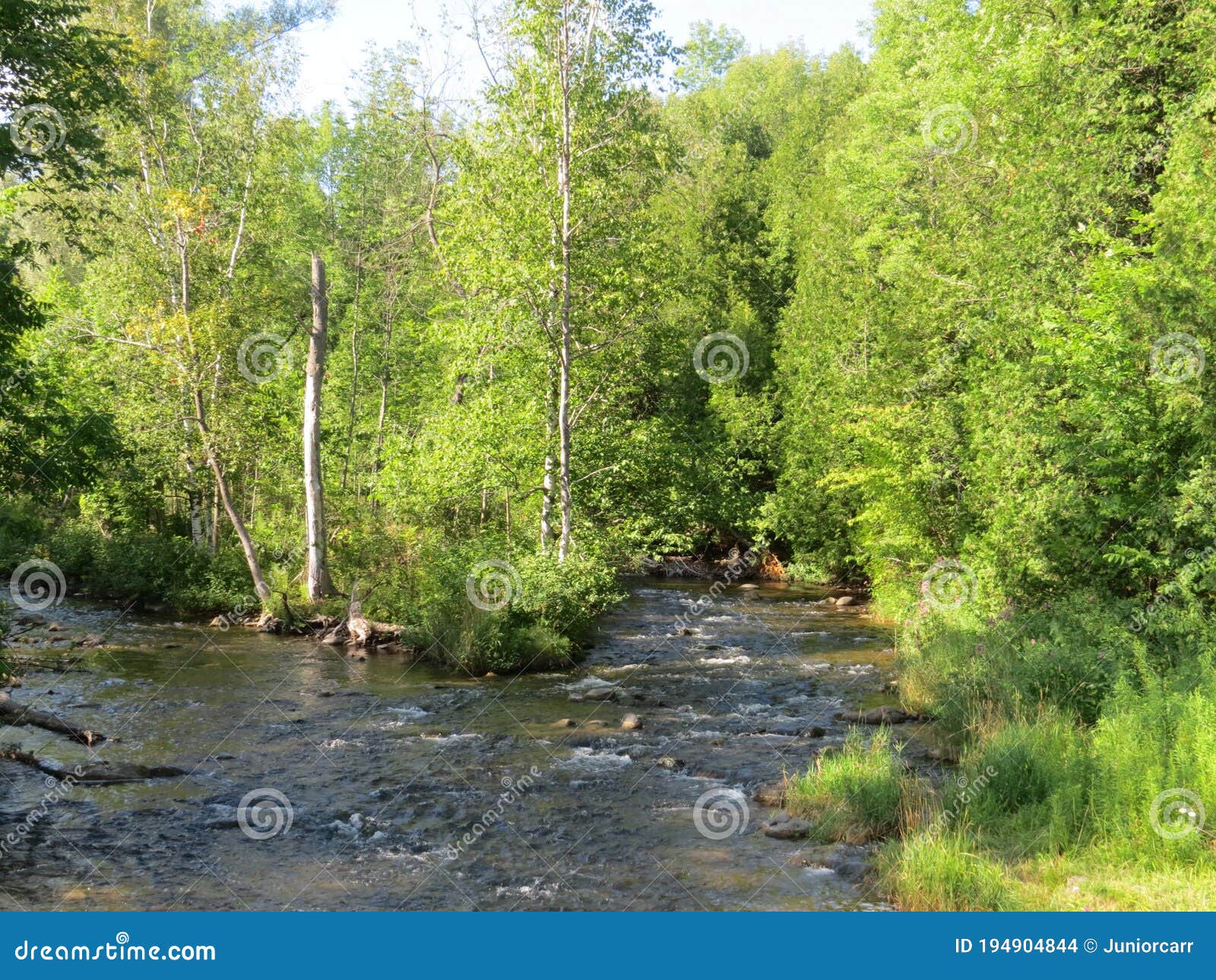 A River Running through the Forest Stock Photo - Image of clear, forks ...