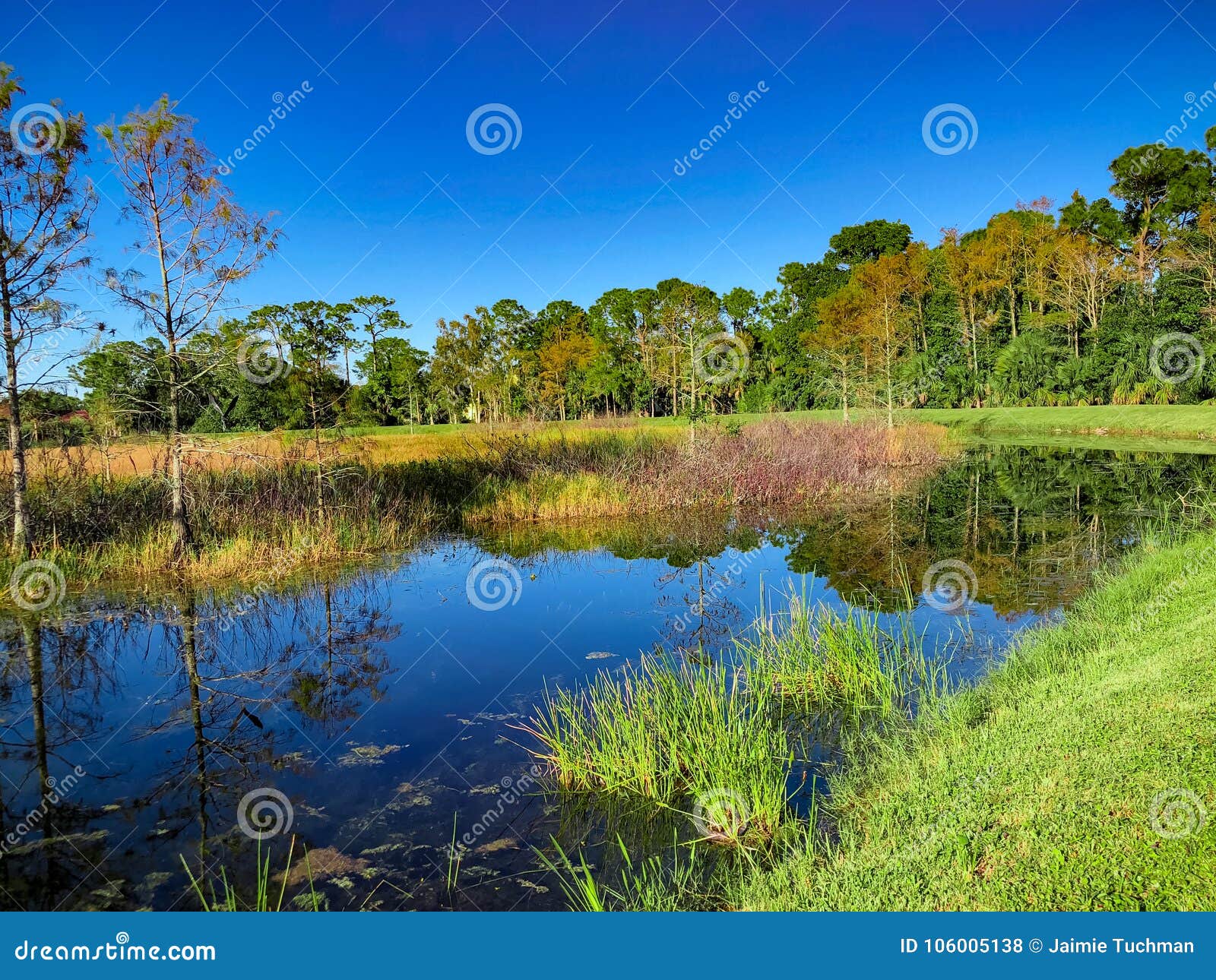 Curved river in marsh stock photo. Image of bald, grass - 106005138