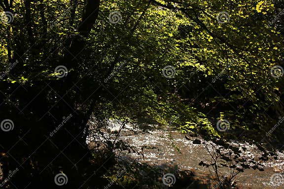 The river cynon in summer stock photo. Image of summer - 254812228