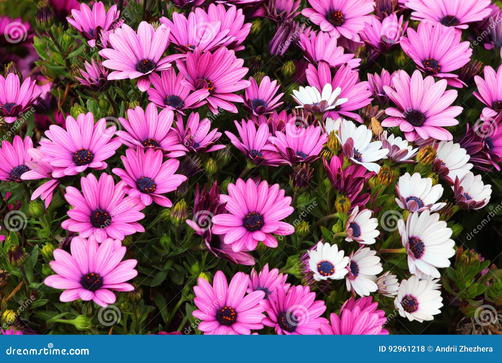 River Daisy Dimorphotheca Ecklonis or Osteospermum Stock Photo - Image ...