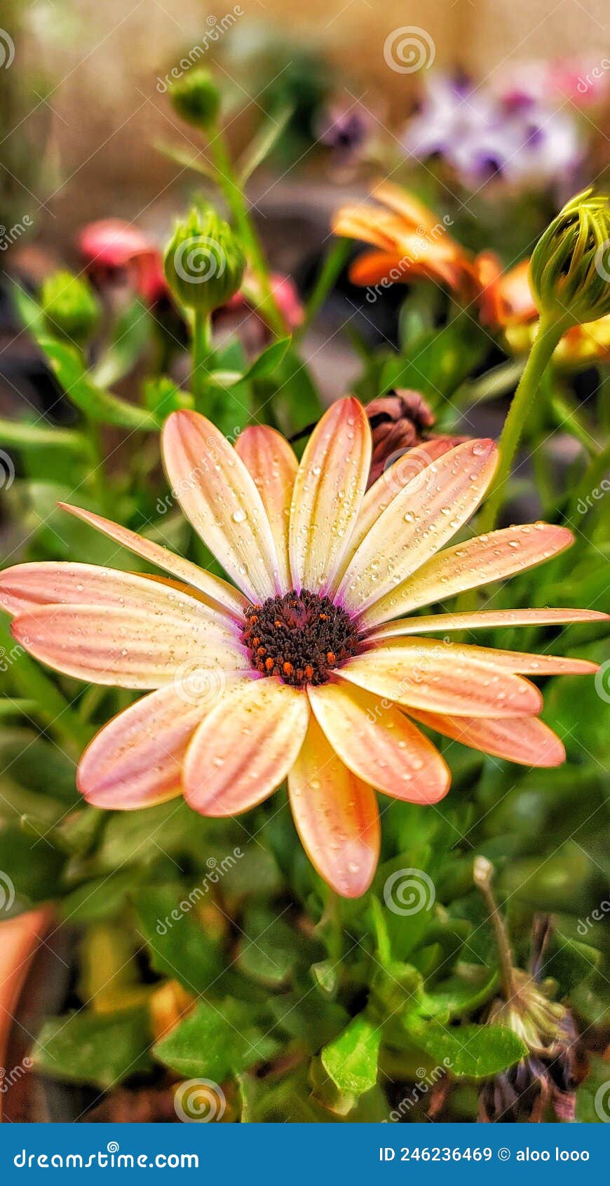 River daisy stock image. Image of river, flower, sunflower - 246236469