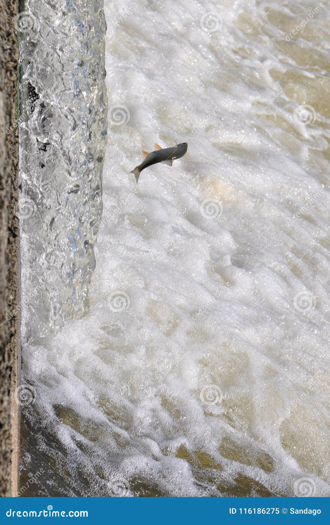 River dam stock image. Image of falling, environment - 116186275