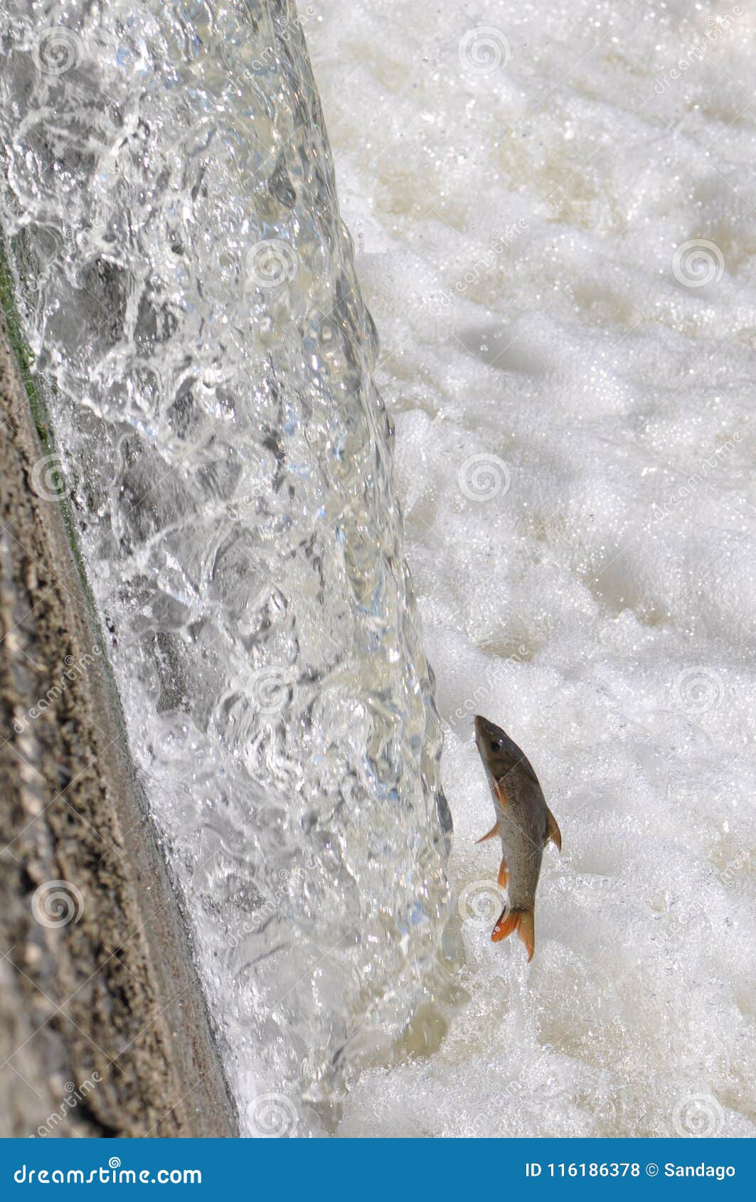 River dam stock photo. Image of drop, detail, vigorously - 116186378