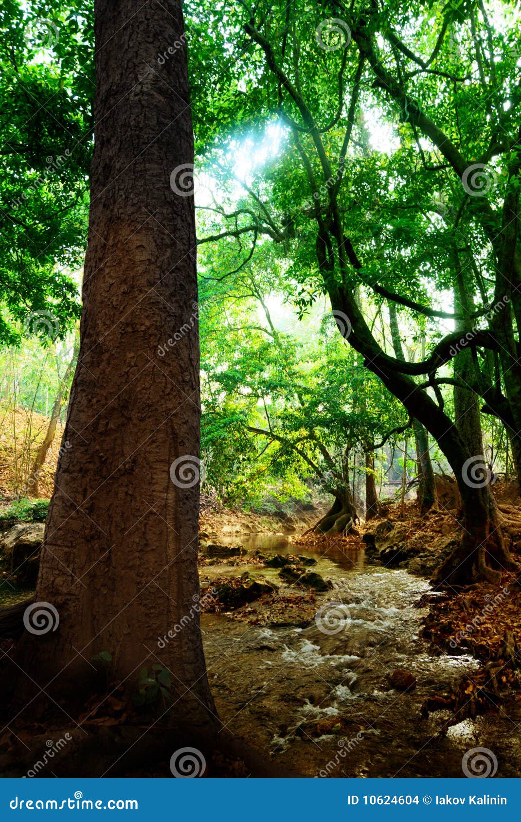 River in deep forest stock photo. Image of splash, river - 10624604