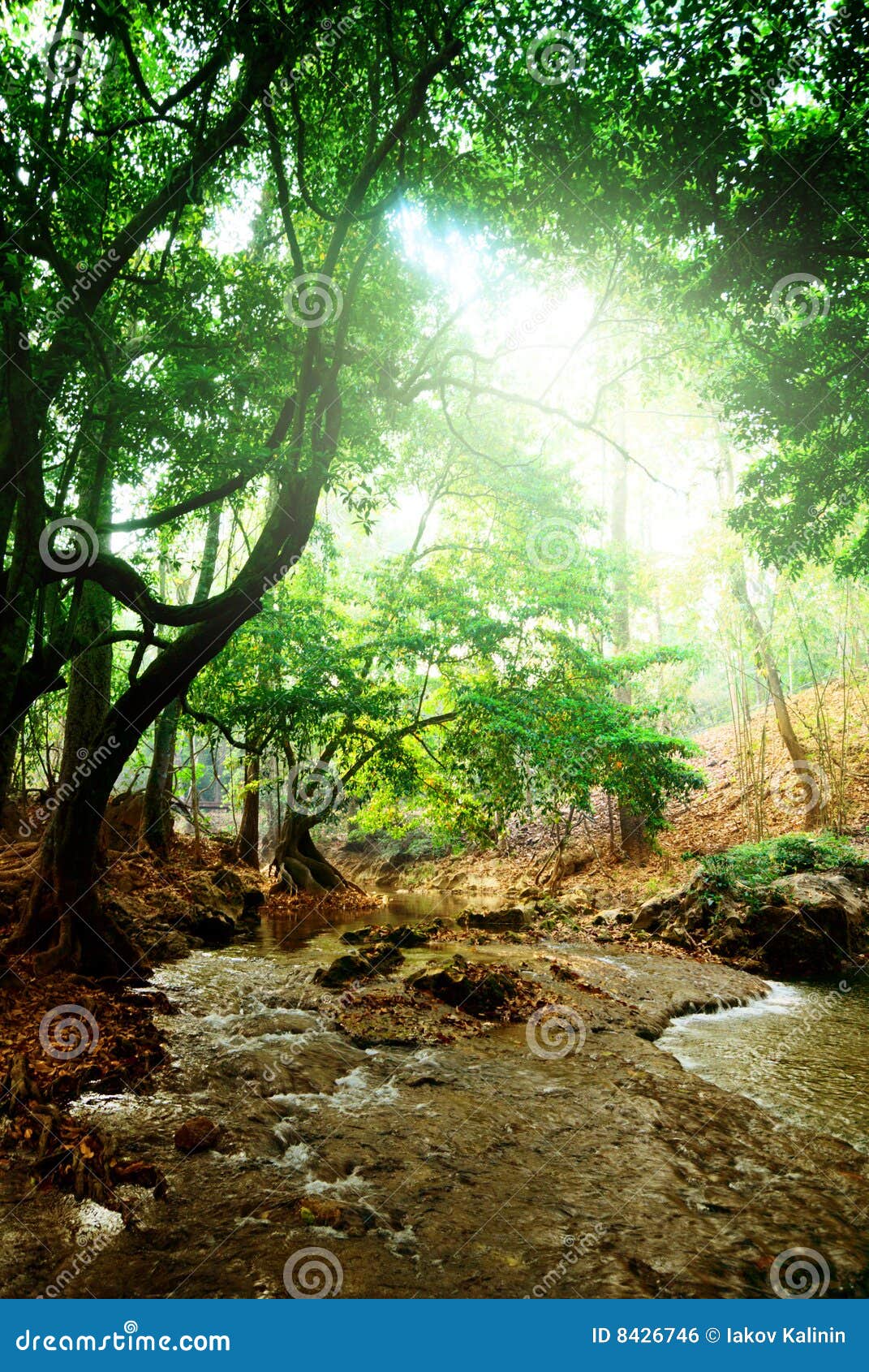 River in deep forest stock photo. Image of speed, bush - 8426746