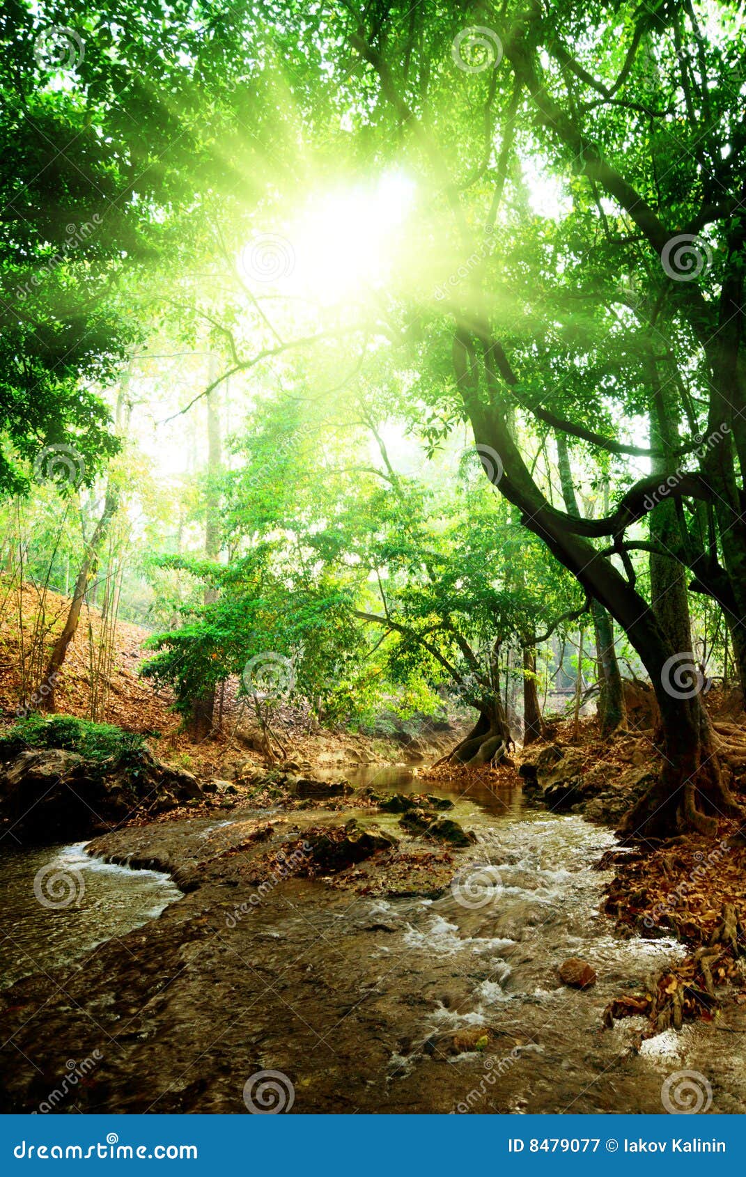 River in deep forest stock image. Image of bright, glow - 8479077