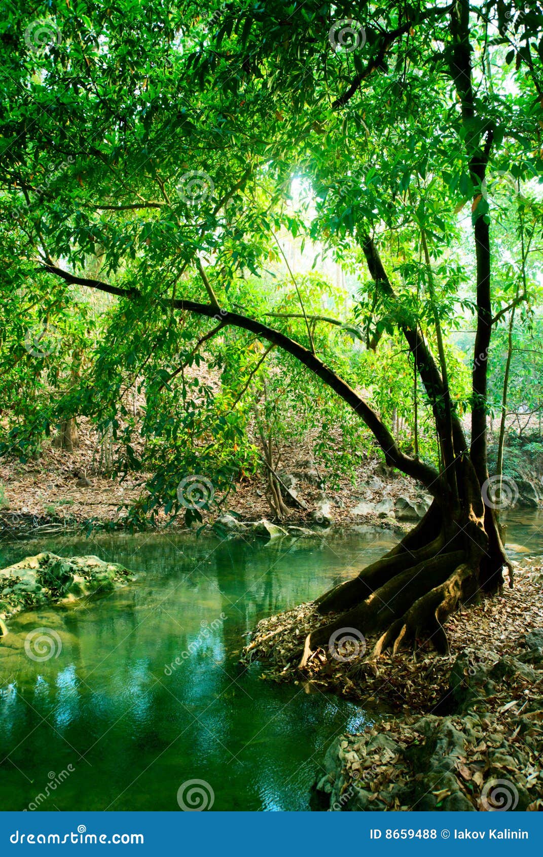 River in deep forest stock photo. Image of leaves, flow - 8659488