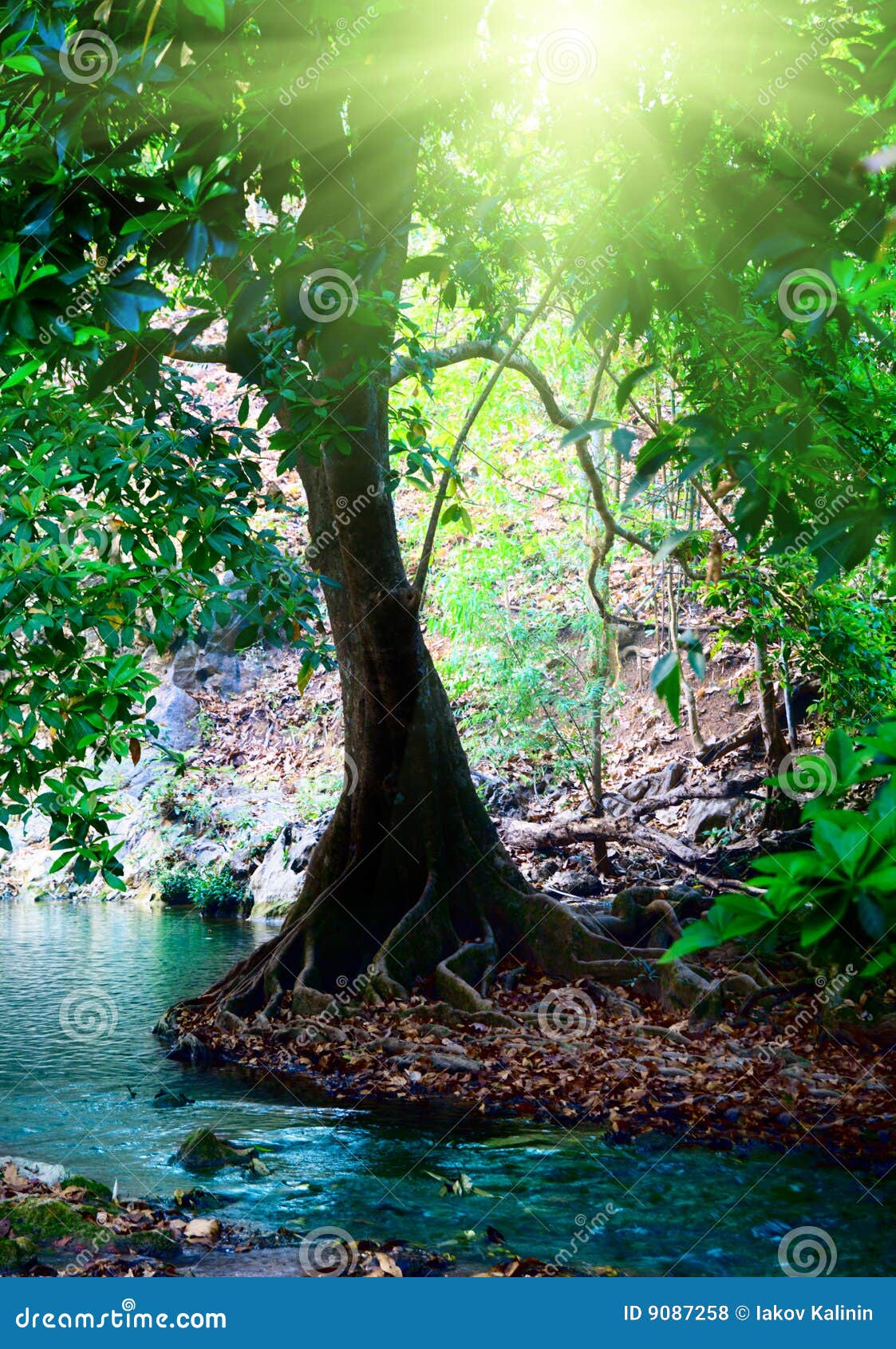 River in deep forest stock photo. Image of bright, leaves - 9087258