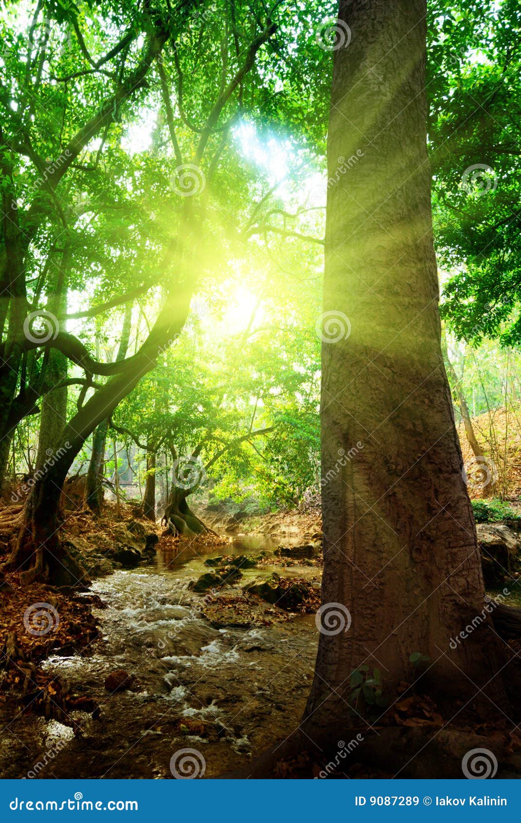 River in deep forest stock image. Image of beautiful, landscape - 9087289