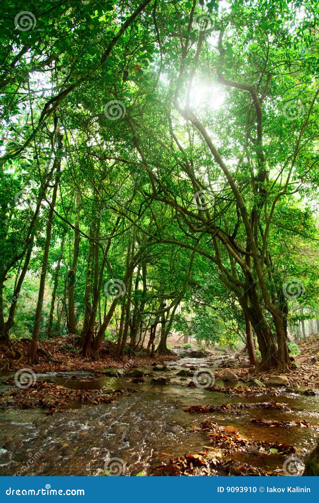 River in deep forest stock photo. Image of leaf, glow - 9093910