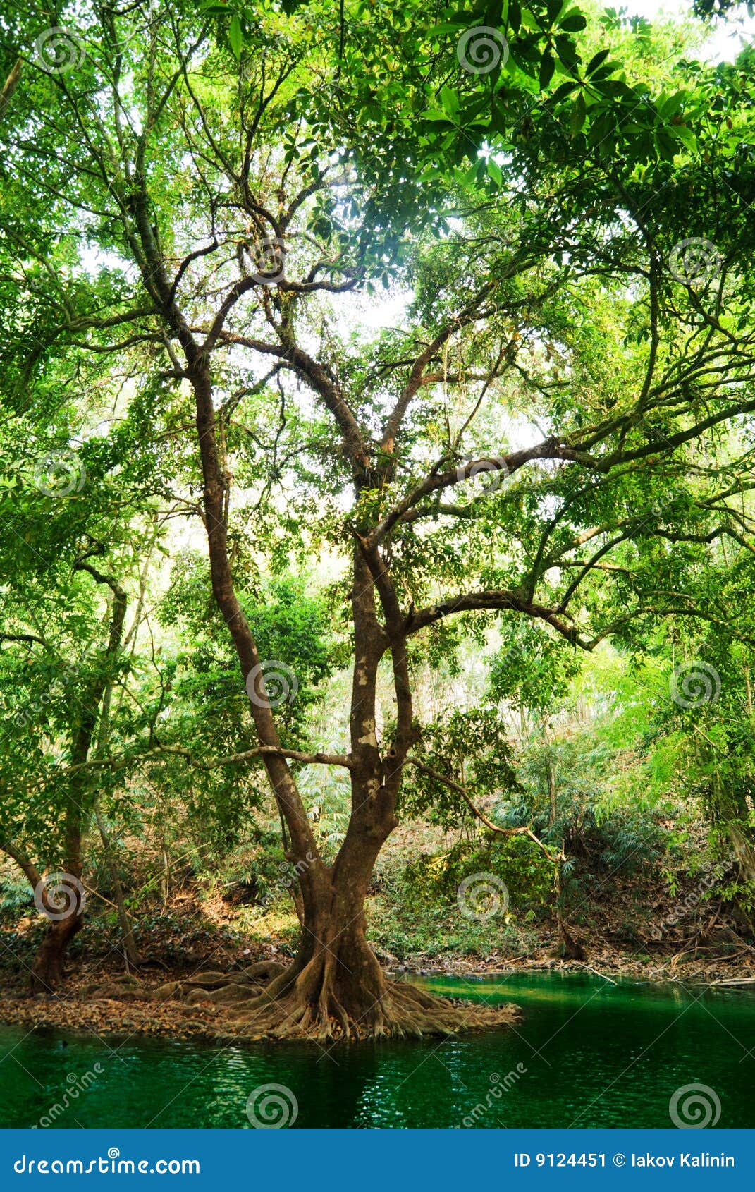 River in deep forest stock image. Image of speed, splash - 9124451