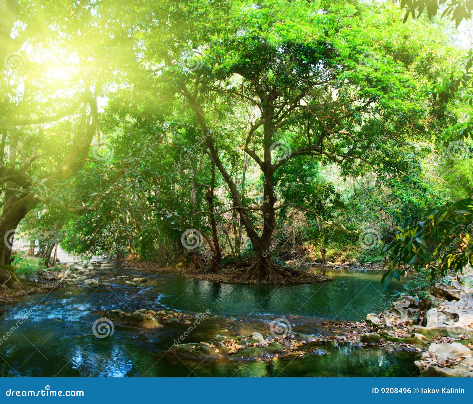 River in deep forest stock photo. Image of cascade, motion - 9208496