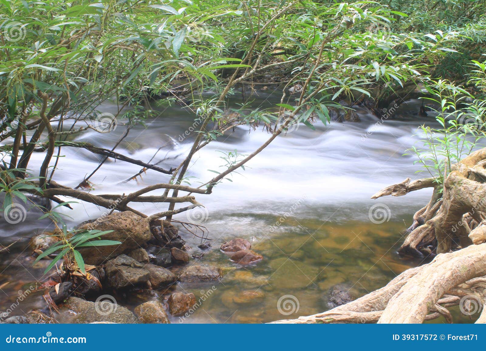 River in deep forest stock photo. Image of danger, primitive - 39317572