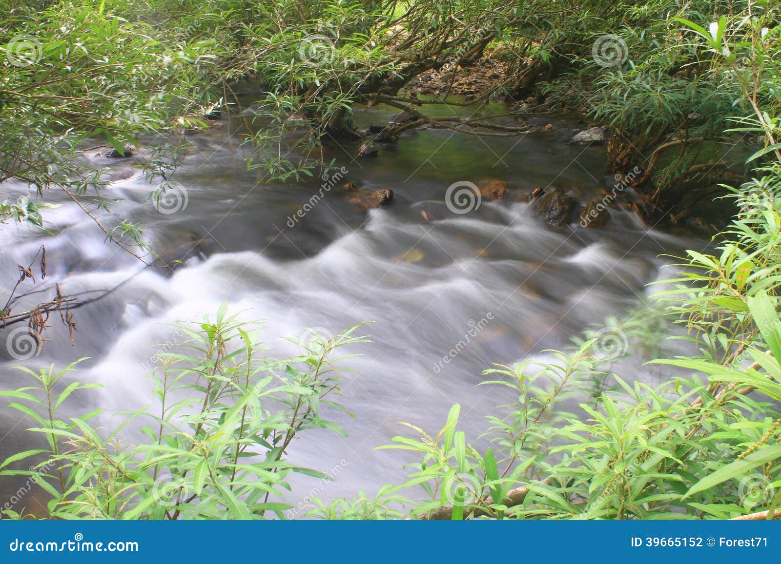 River in deep forest stock photo. Image of rain, path - 39665152