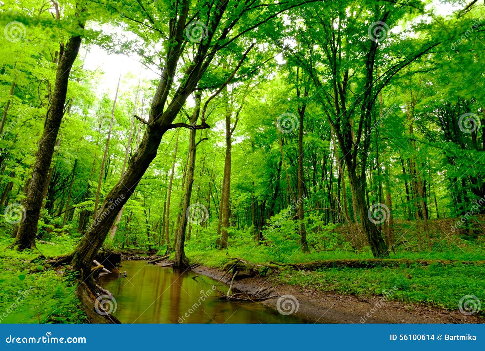 River Deep In The Amazon Rainforest, Ecuador Royalty-Free Stock ...