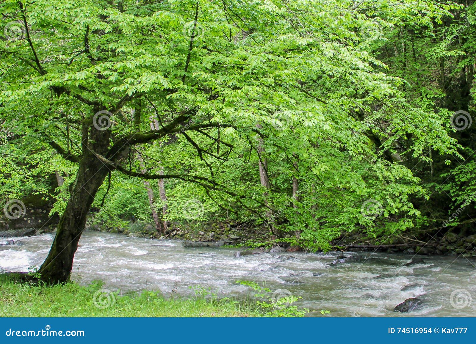 River Deep In The Amazon Rainforest, Ecuador Royalty-Free Stock ...