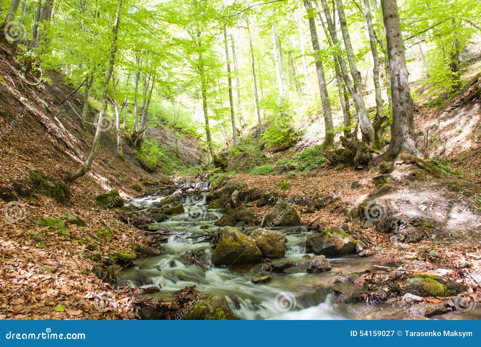 River Deep In The Amazon Rainforest, Ecuador Royalty-Free Stock ...