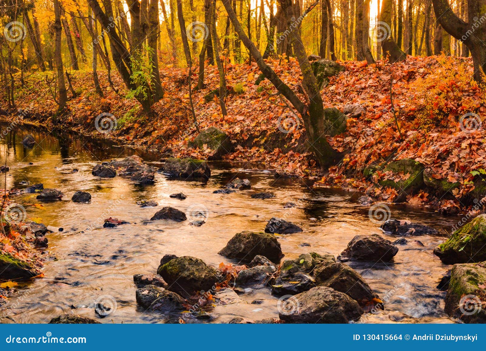 River in a Delightful Autumn Forest at Sunny Day Stock Photo - Image of ...