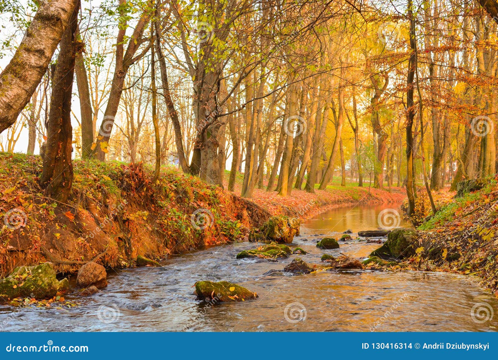 River in a Delightful Autumn Forest at Sunny Day Stock Photo - Image of ...
