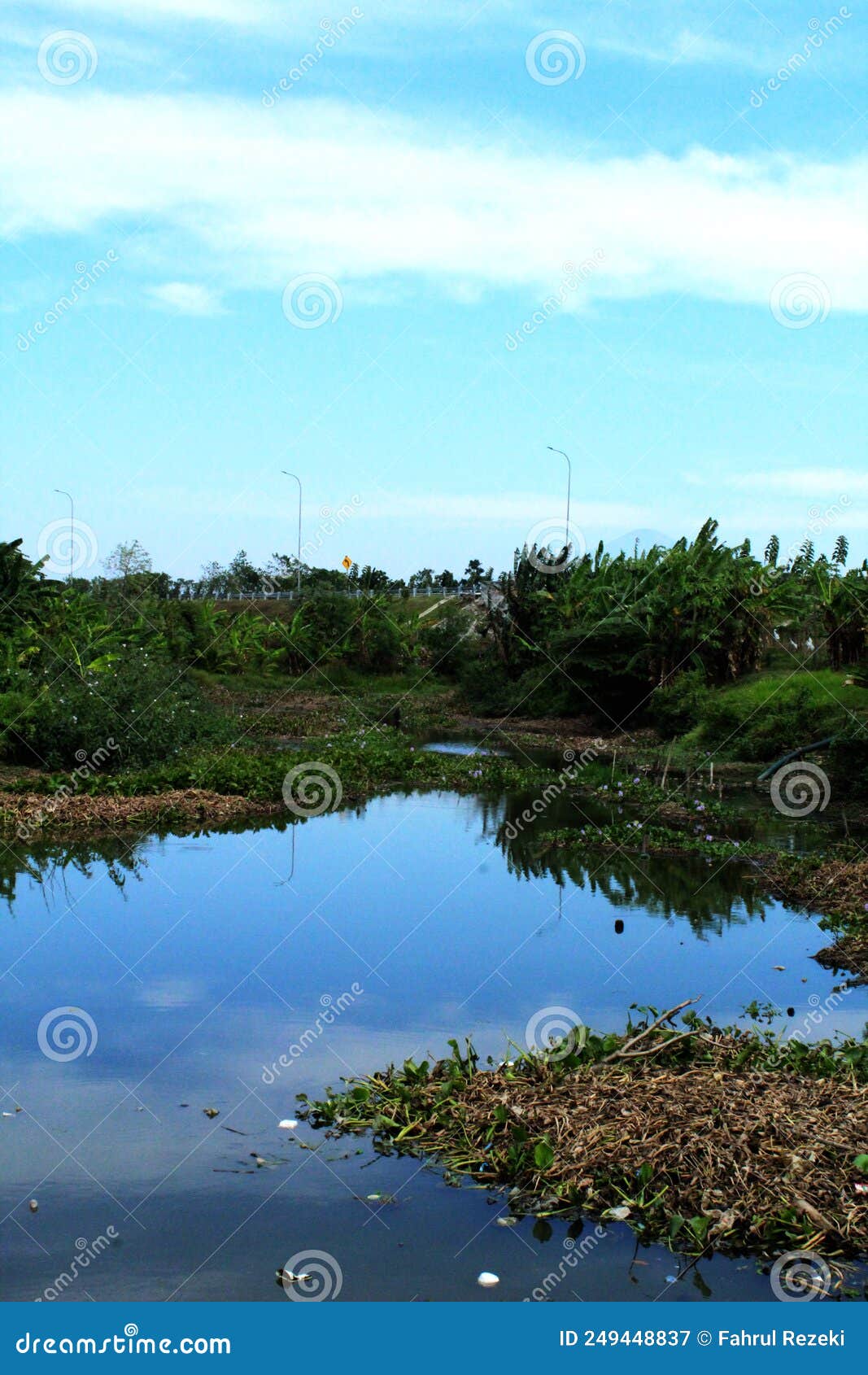 River with Destructive Aquatic Plants Stock Image - Image of water ...