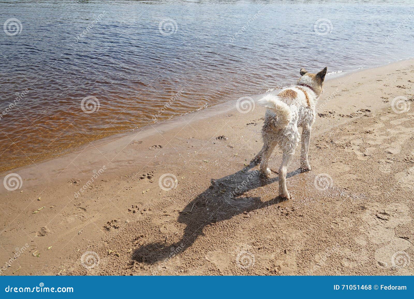 River stock photo. Image of retriever, outdoor, activity - 71051468