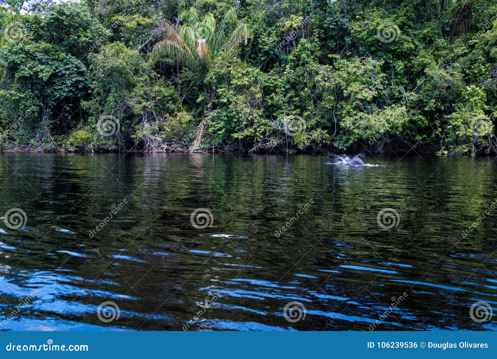 Playful River Dolphin, Amazon Rainforest Stock Photo - Image of life ...