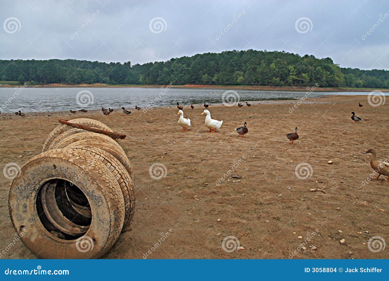 River during draught stock photo. Image of animals, conditions - 3058804