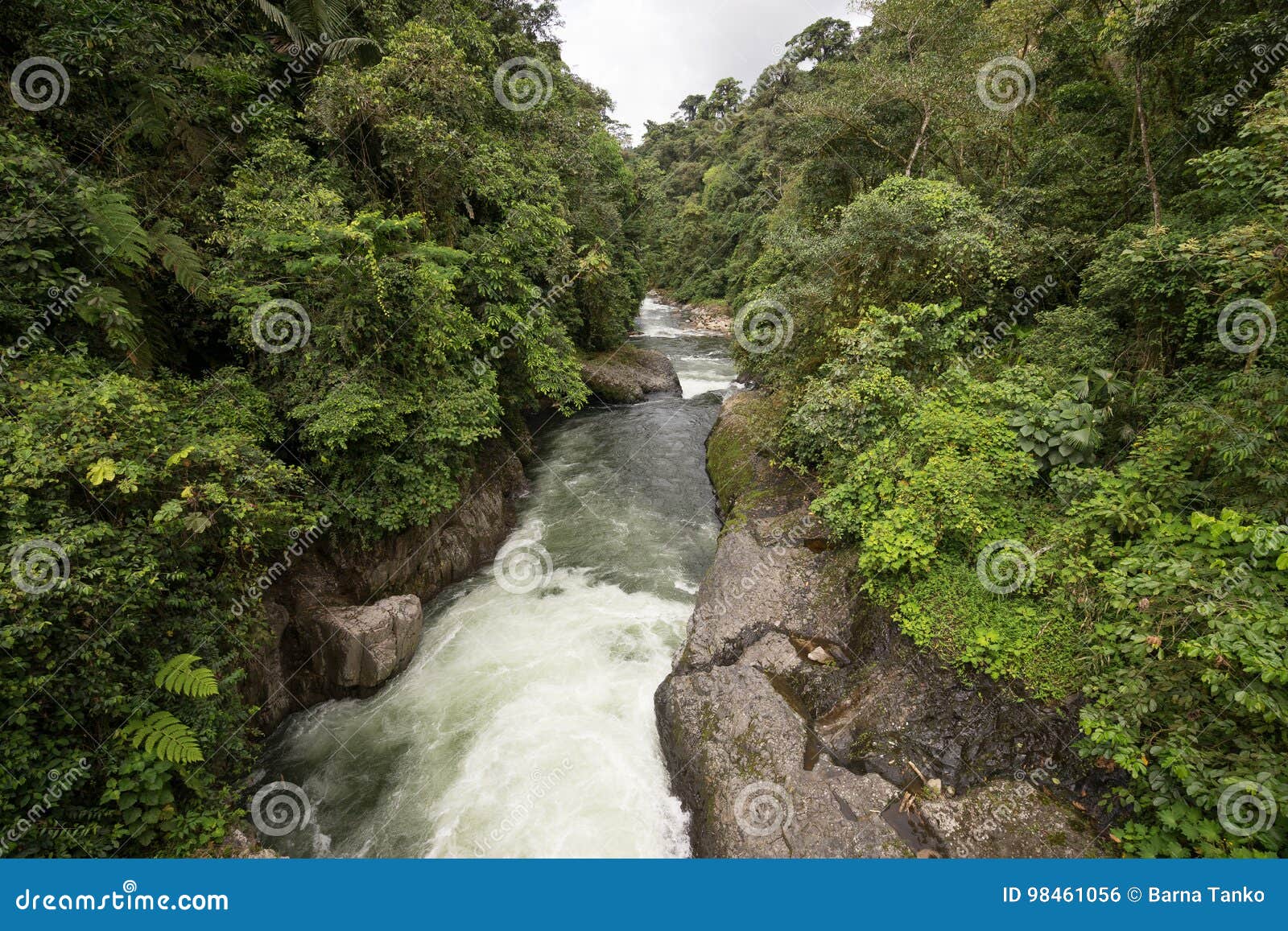 River in Ecuador jungle stock photo. Image of water, forest - 98461056