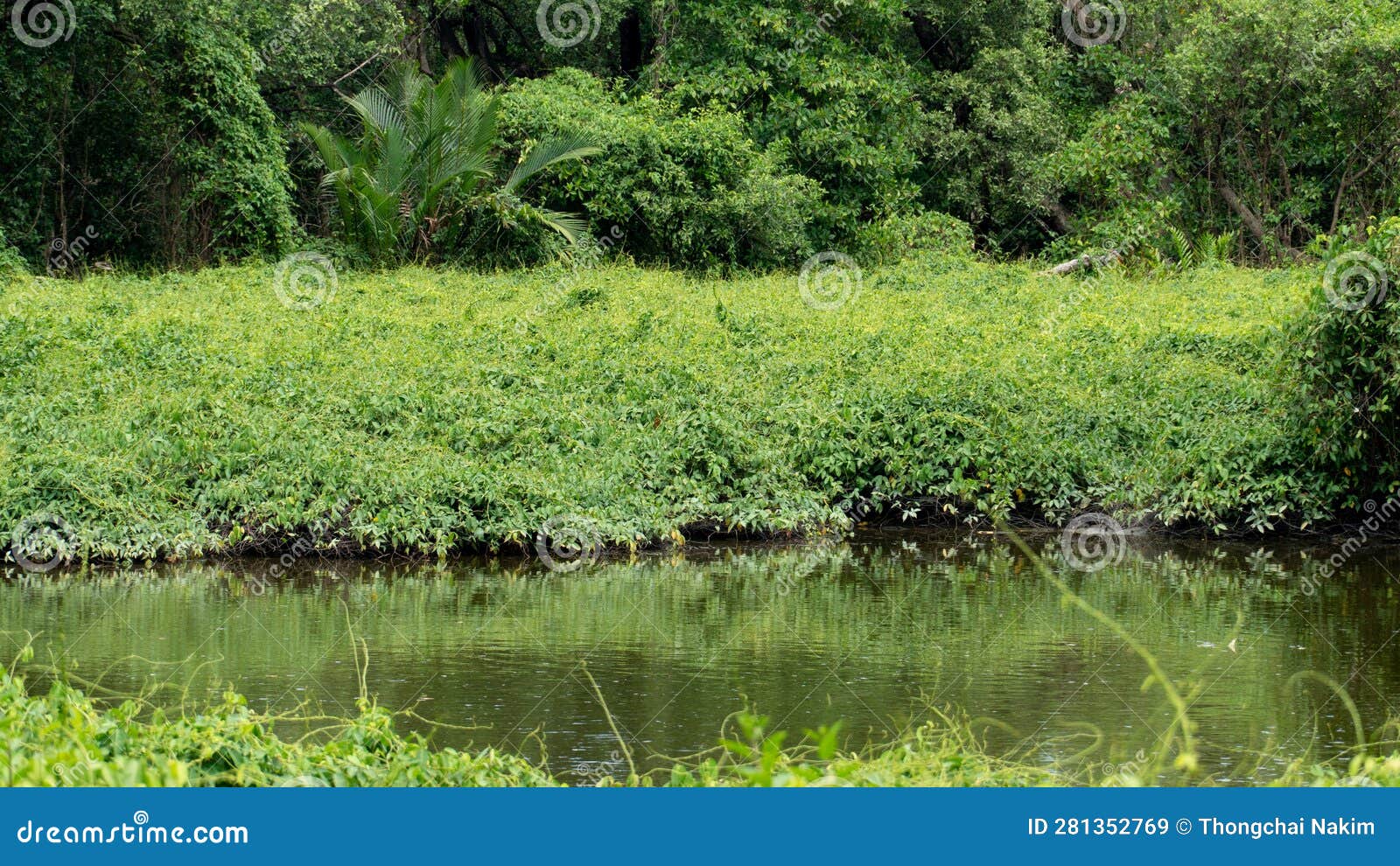 River on the Edge of the Forest. Stock Image - Image of swamp, wetland ...