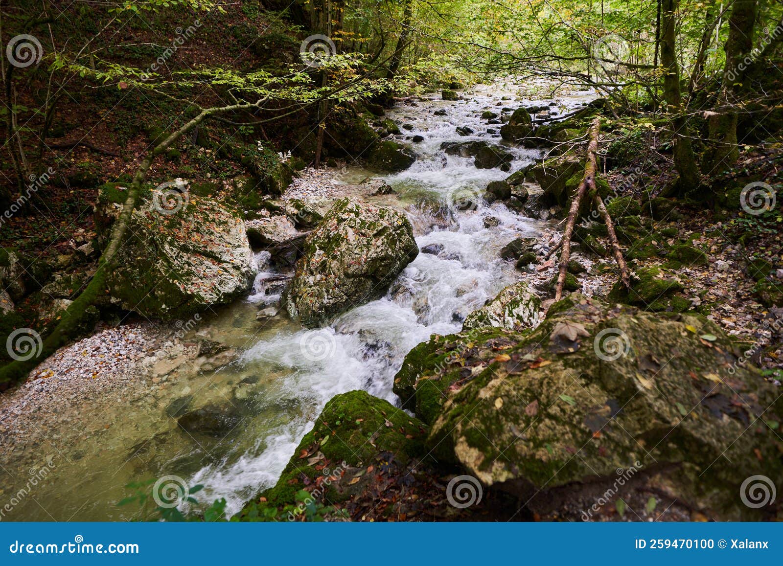 River in the Enchanted Forest Stock Photo - Image of freshness, luxuriant: 259470100