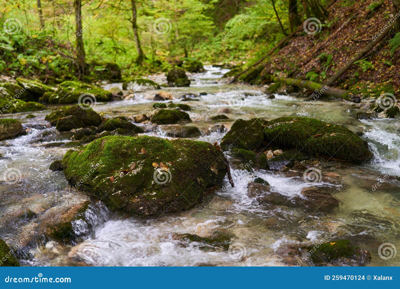 River in the Enchanted Forest Stock Photo - Image of environment ...