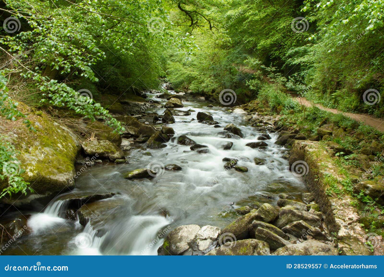 River in English Woodland in Devon Stock Image - Image of natural ...