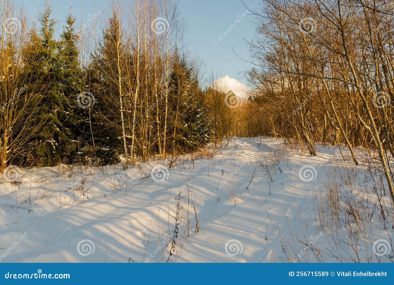 River Extending in the Winter Forest Stock Image - Image of beauty ...