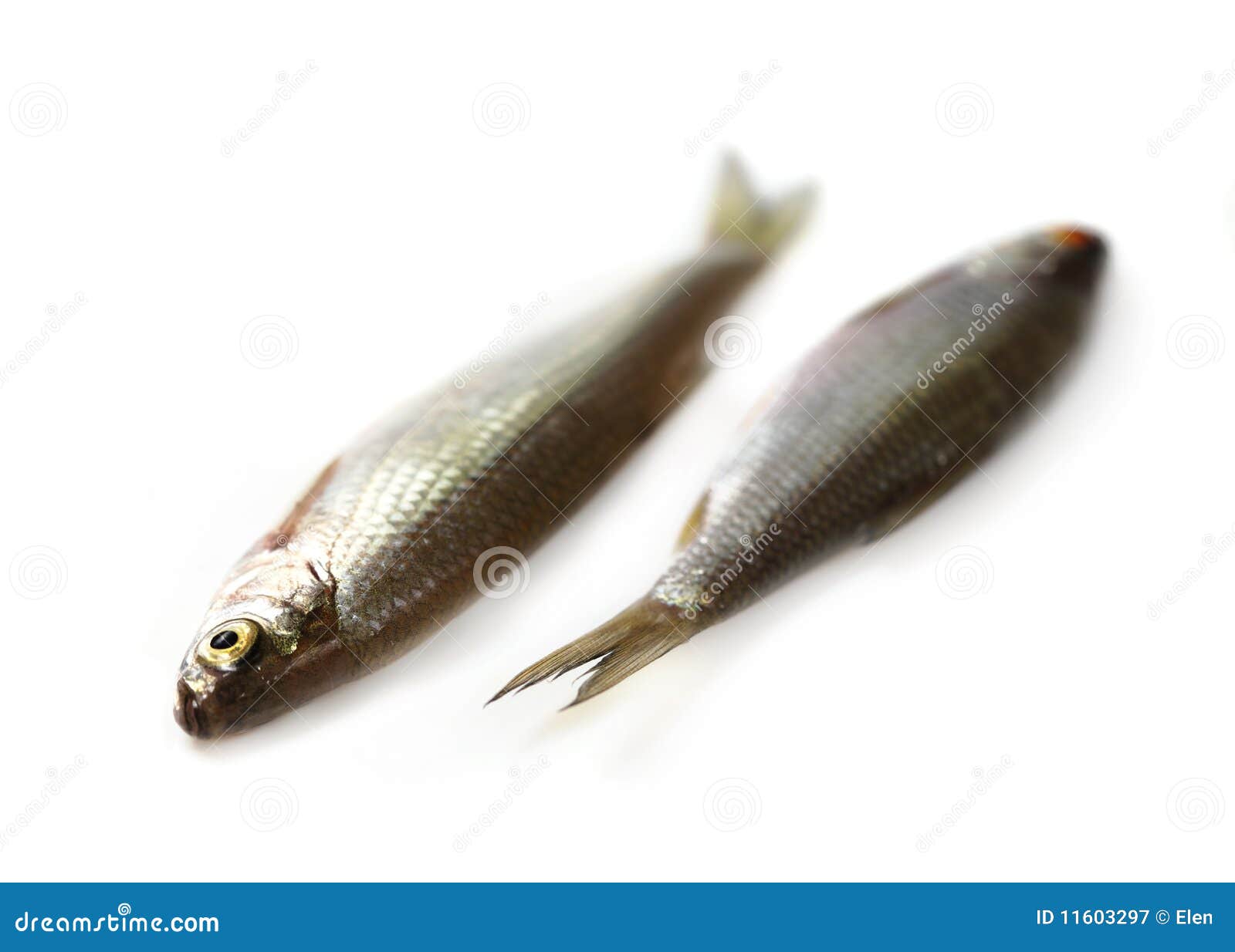 River fish stock image. Image of small, sirloin, fish - 11603297