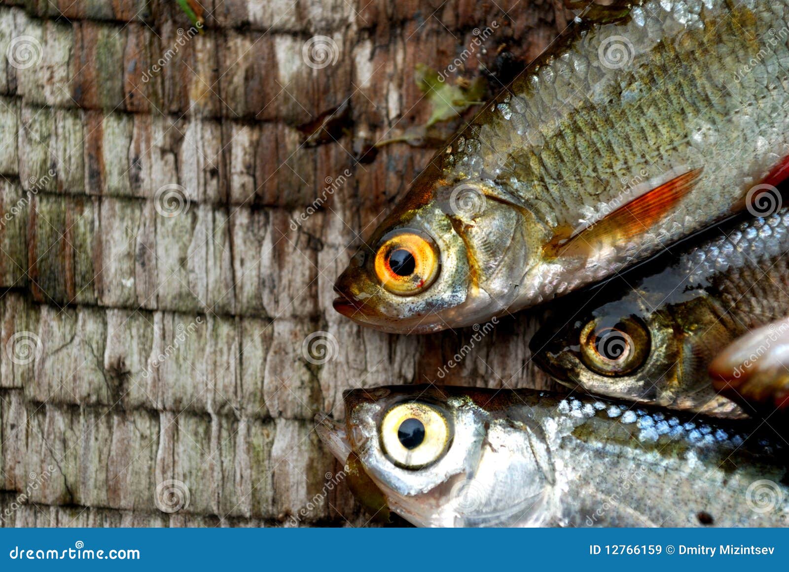River fish stock image. Image of fresh, products, meal - 12766159