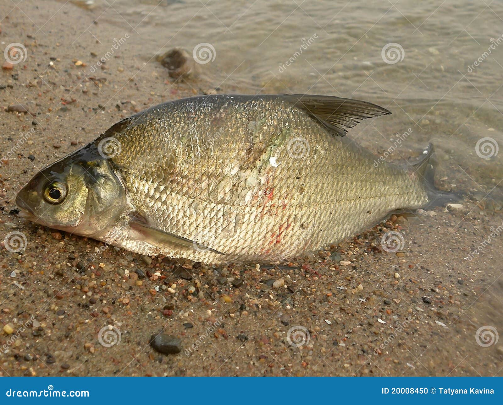 River fish stock photo. Image of scales, stones, summer - 20008450