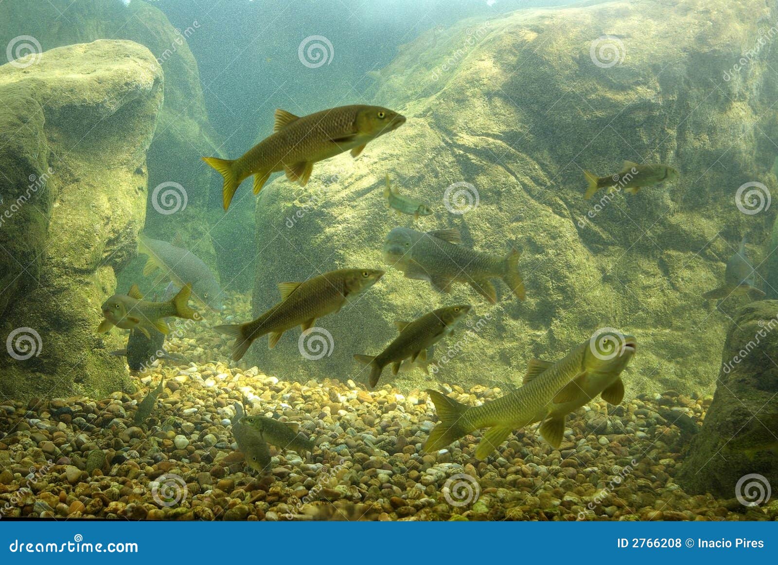 River fish stock photo. Image of watching, ocean, water - 2766208