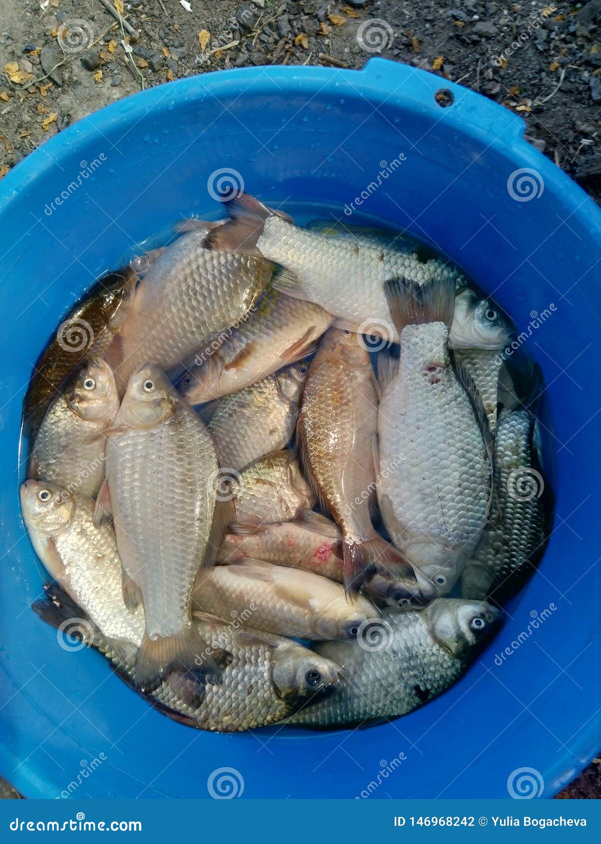 River fish in a basin stock photo. Image of river, fish - 146968242