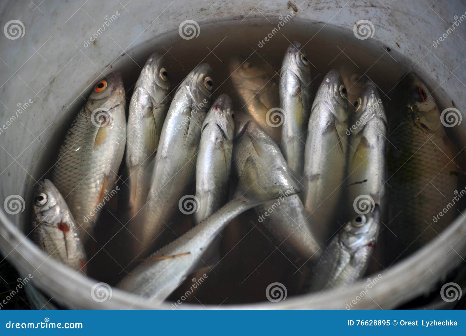 River Fish Belly Up in a Jar Stock Image - Image of river, head: 76628895