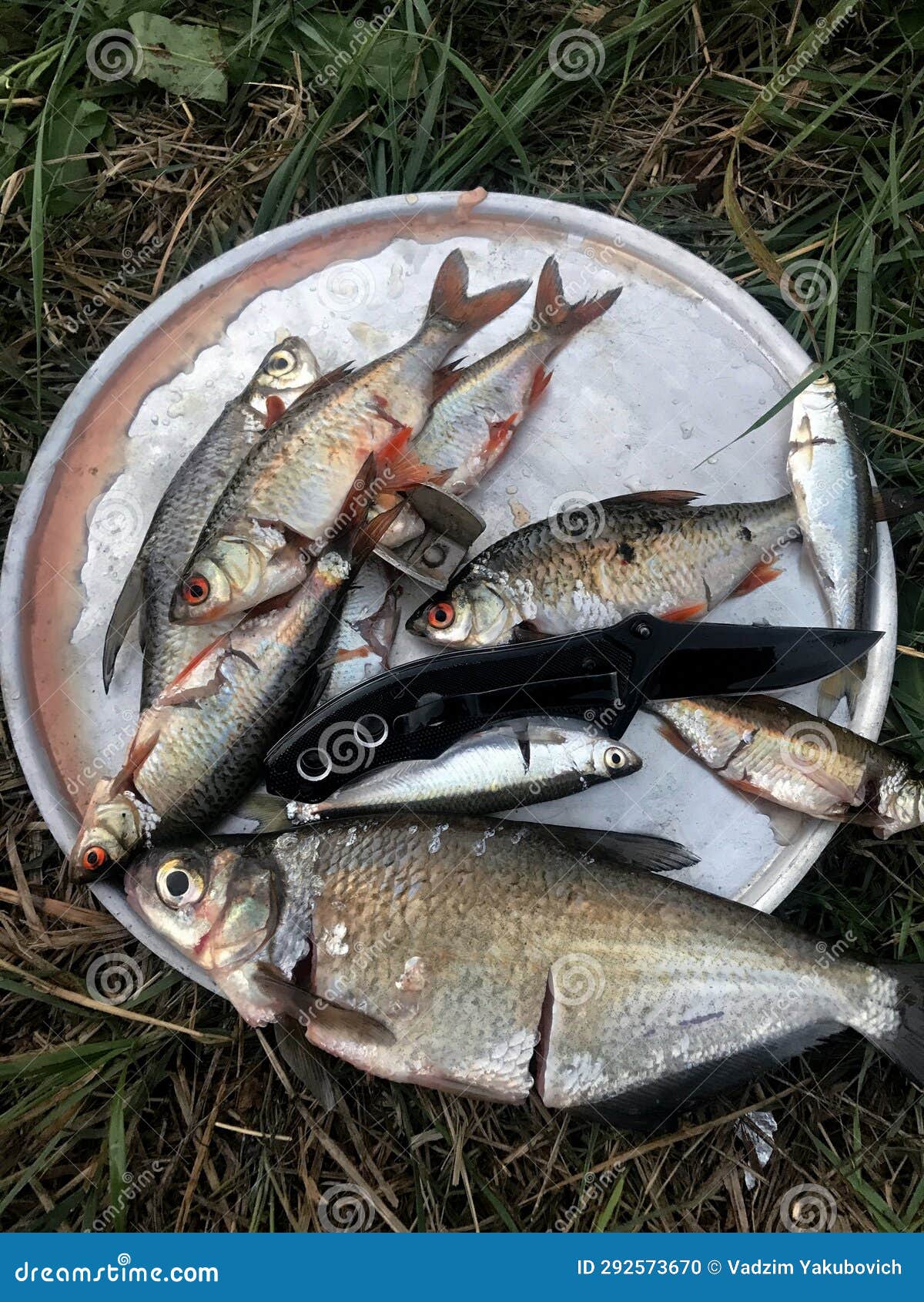 River Fish. Cleaned and Gutted Fish Stock Photo - Image of hobby ...